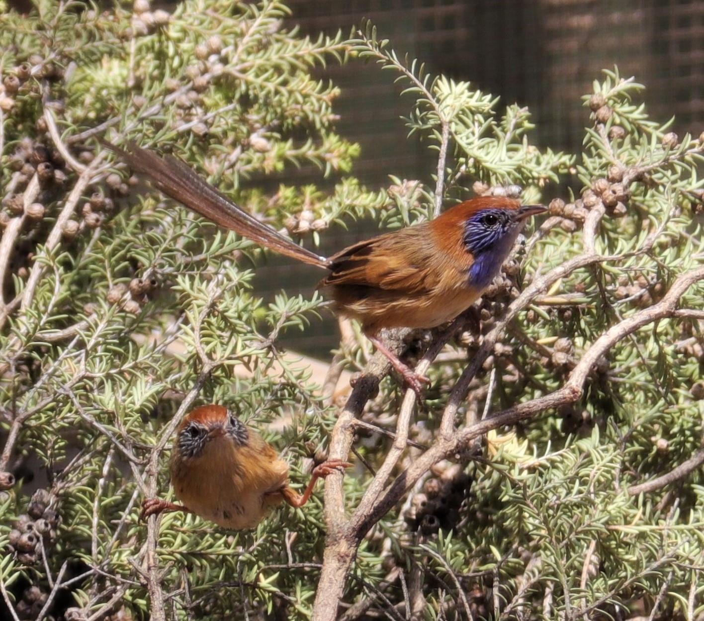 Bulletin 3541 (Feb. 10, 2024)